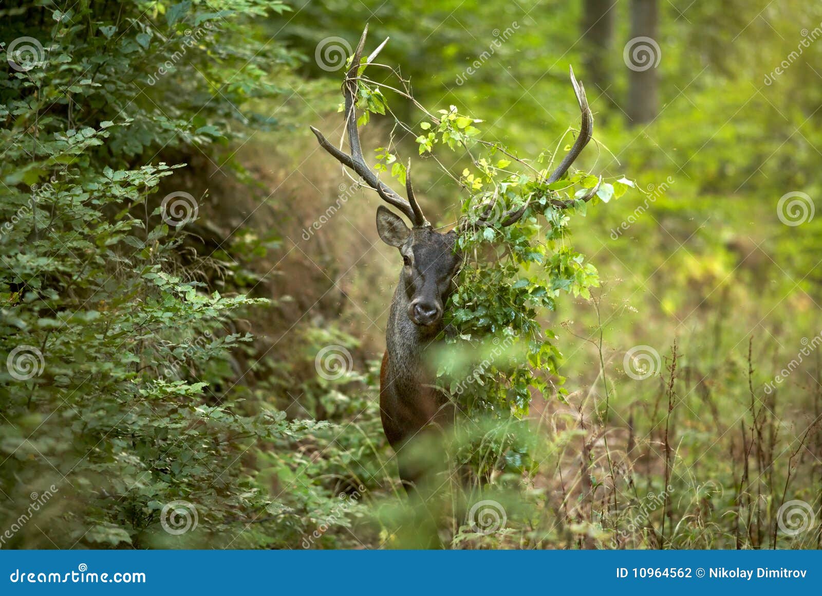 Young European stag deer stock photo. Image of woods - 10964562