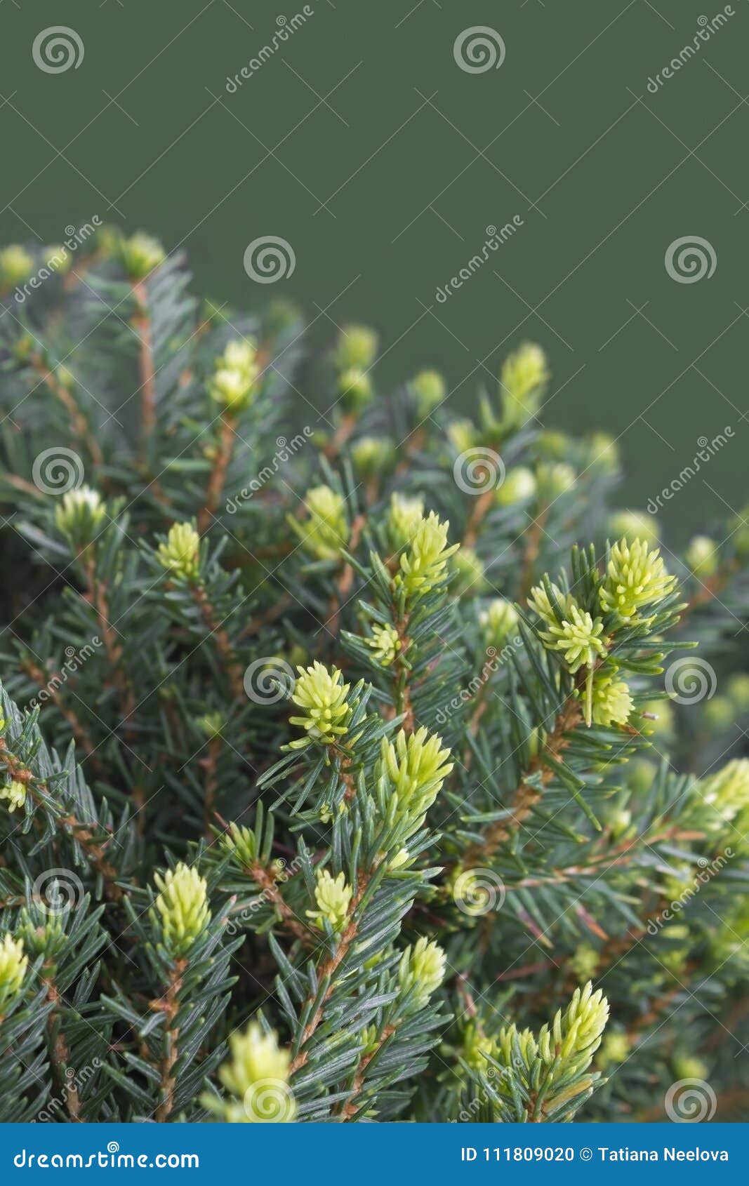 Young Evergreen Pine Tree Branches with Sprouts, Ornamental Thorns ...