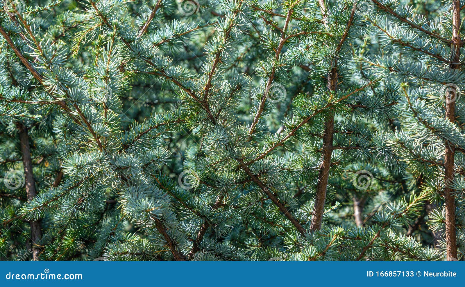 Young Evergreen Spruce Tree As a Background and Texture, Details ...