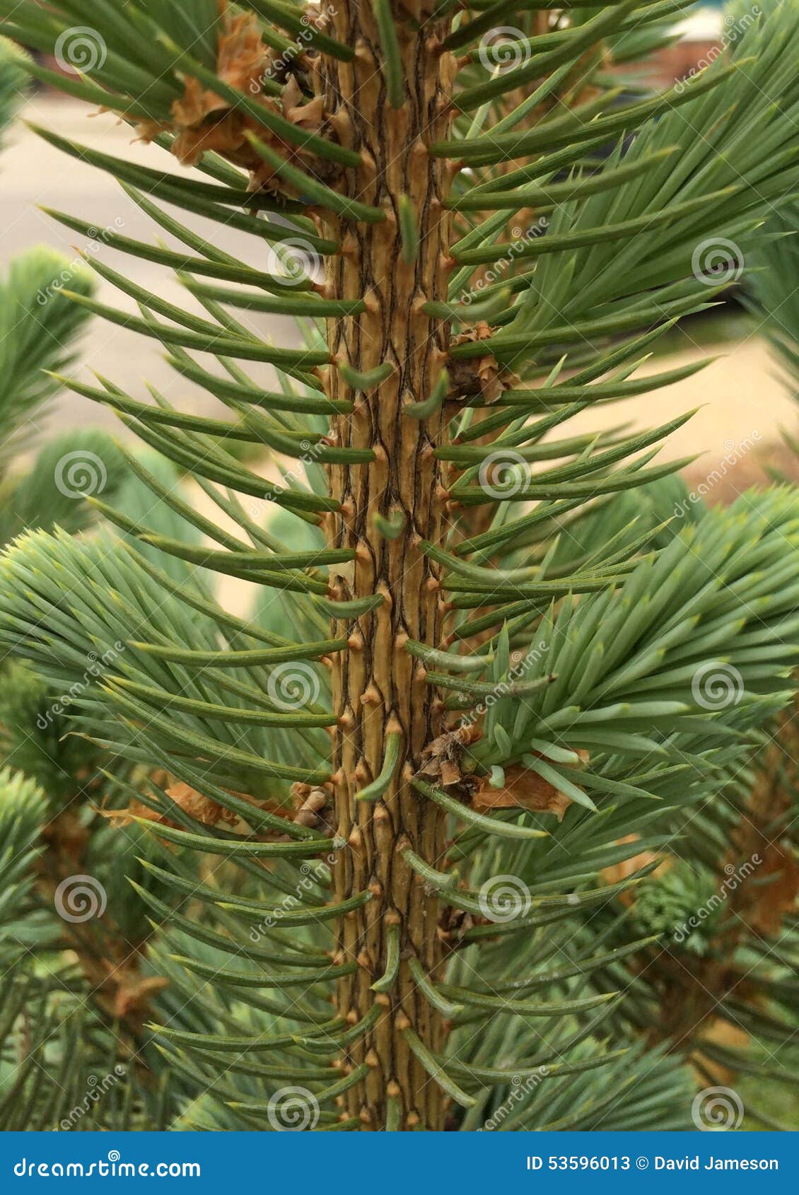 Young evergreen trunk stock image. Image of evergreen - 53596013