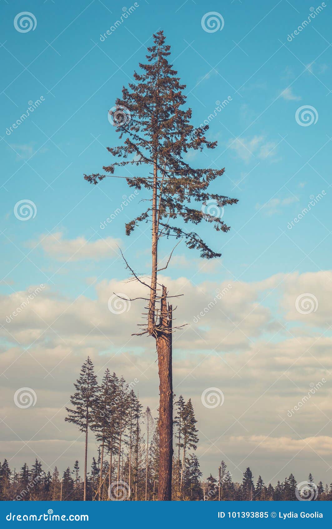 A young evergreen stock image. Image of plant, life - 101393885