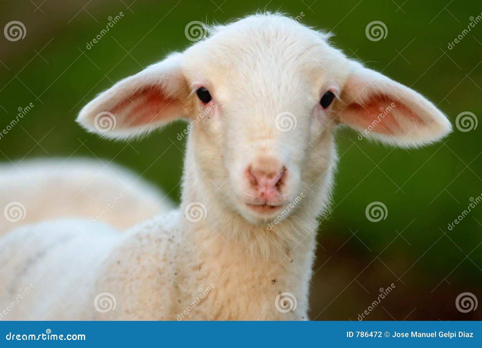 Young ewe stock photo. Image of grassland, flock, head - 786472