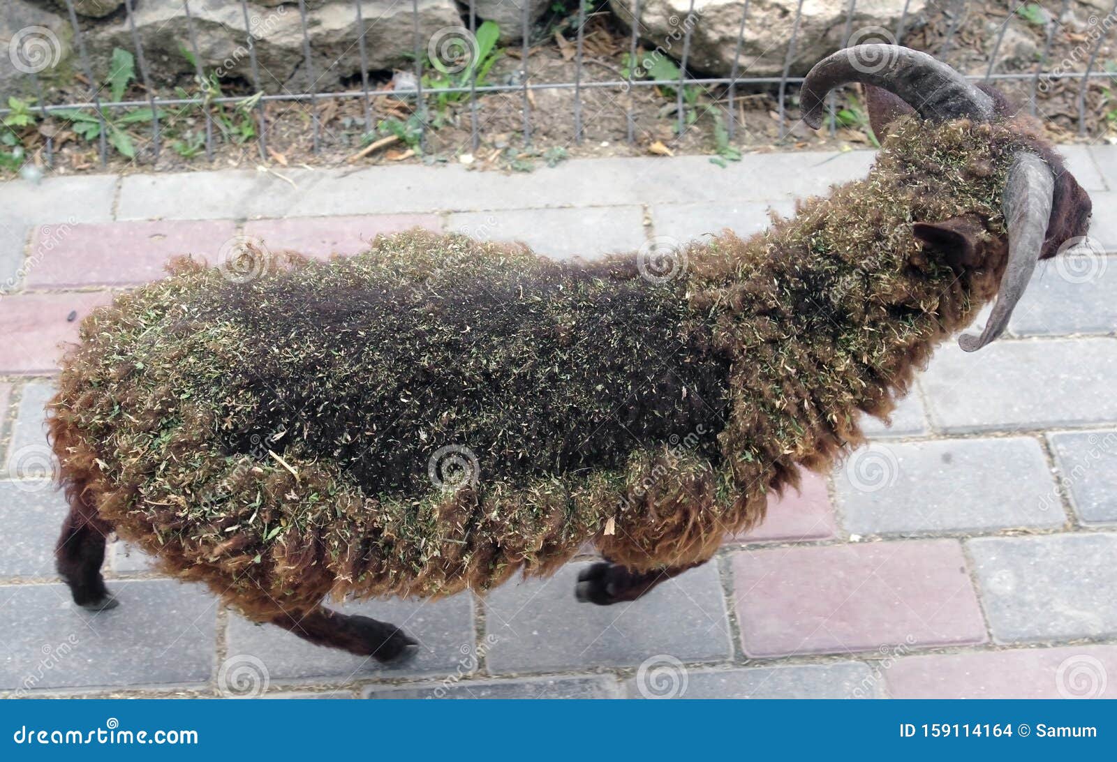 Young ewe, top view stock photo. Image of breed, rural - 159114164