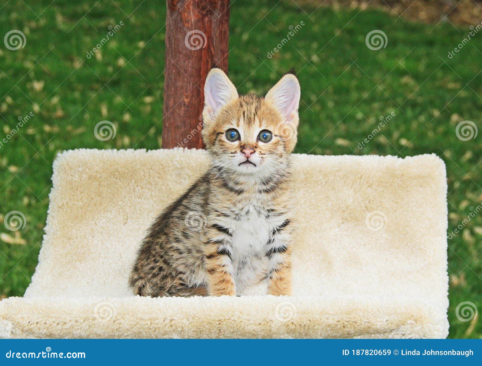 F2 Serval Stock Photos - Free & Royalty-Free Stock Photos from Dreamstime