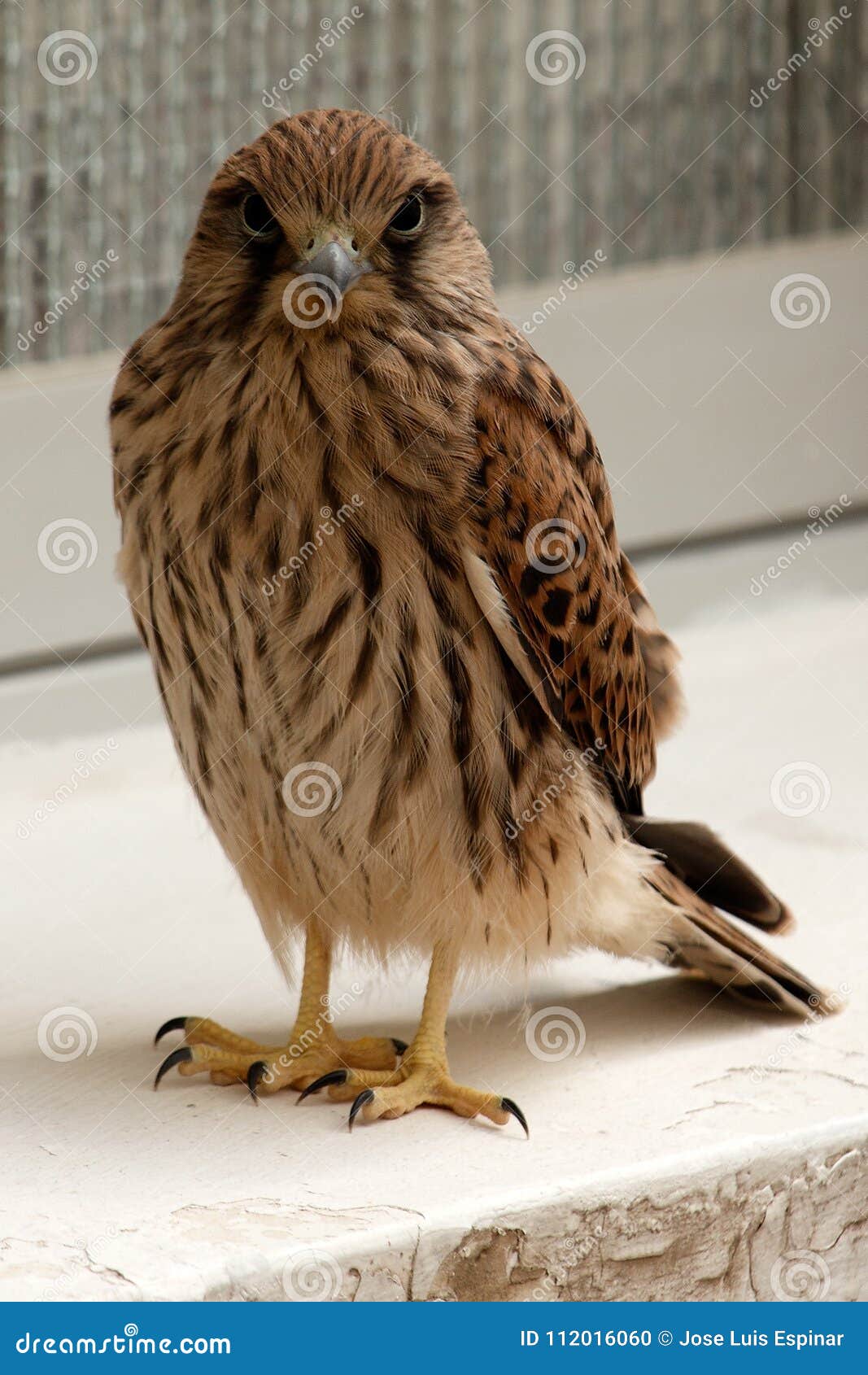 Young Falcon Looking at Camera Stock Photo - Image of perched, window ...