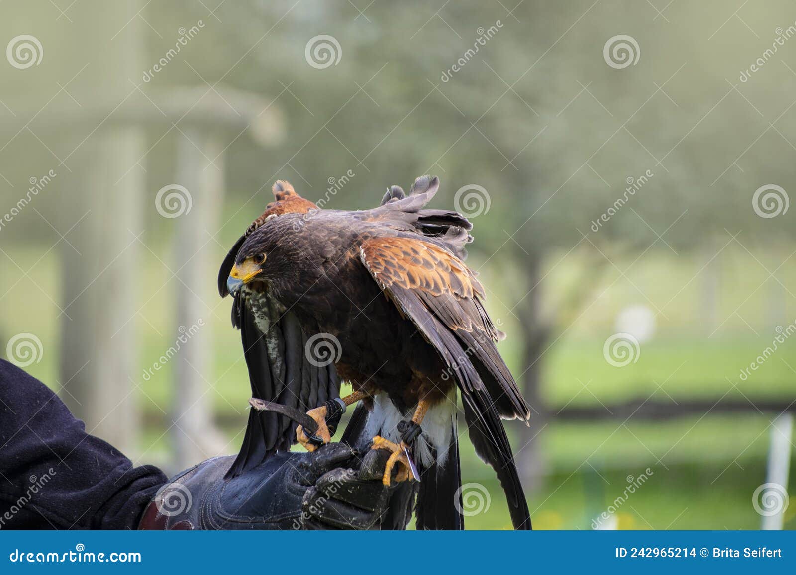 Young Falcon Training for Falconry Sits Perched on the Trainer `s ...