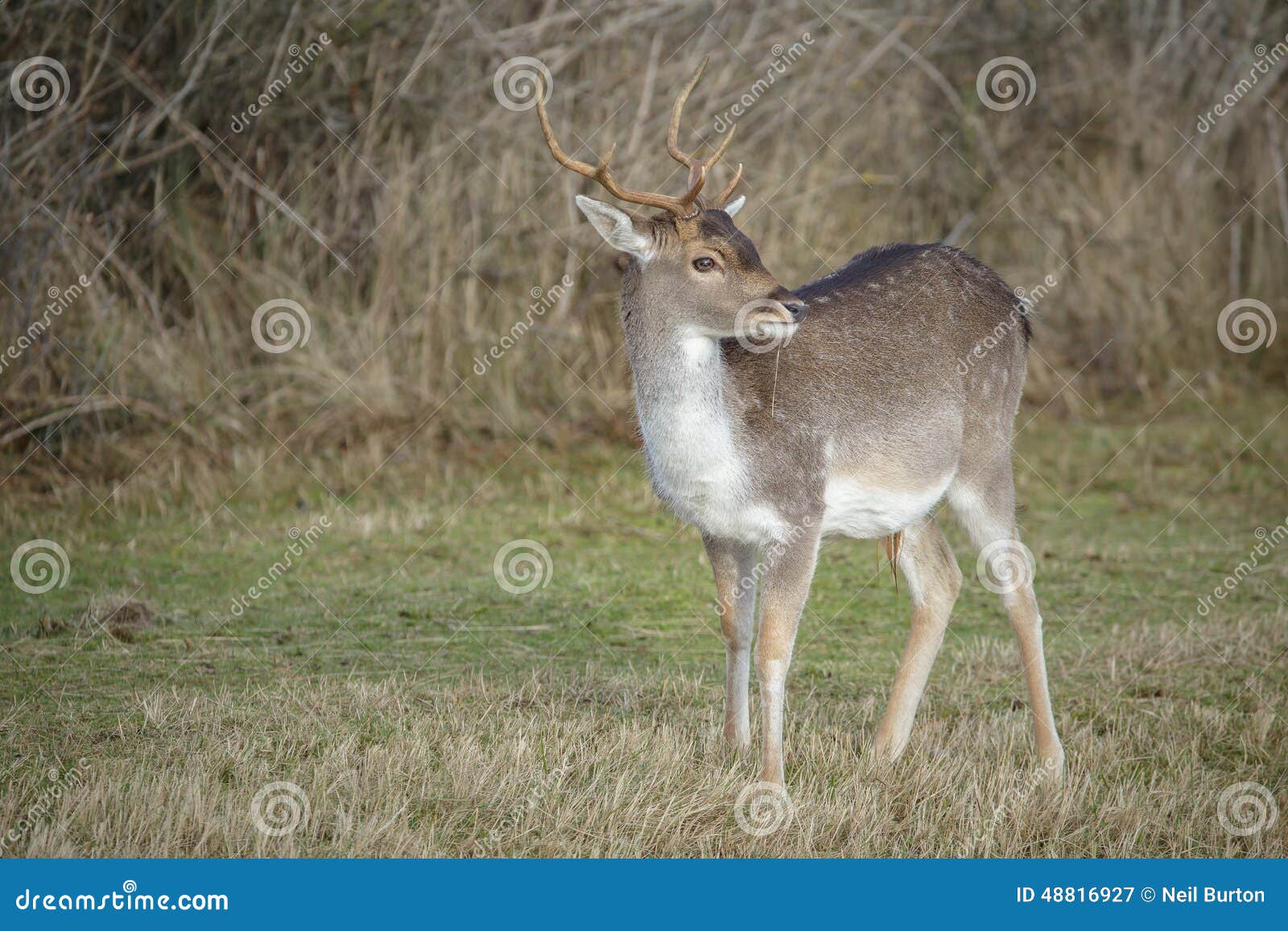 Young fallow buck stock image. Image of deer, beauty - 48816927