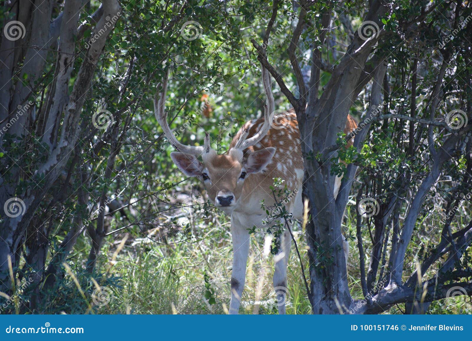 Fallow Buck stock photo. Image of eyes, brown, leaves - 100151746