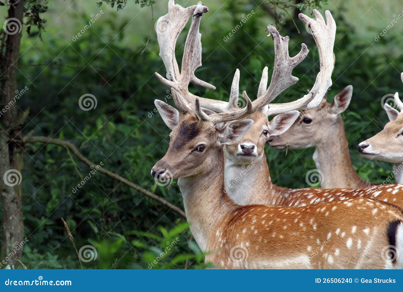 Young fallow deer stock photo. Image of family, deer - 26506240