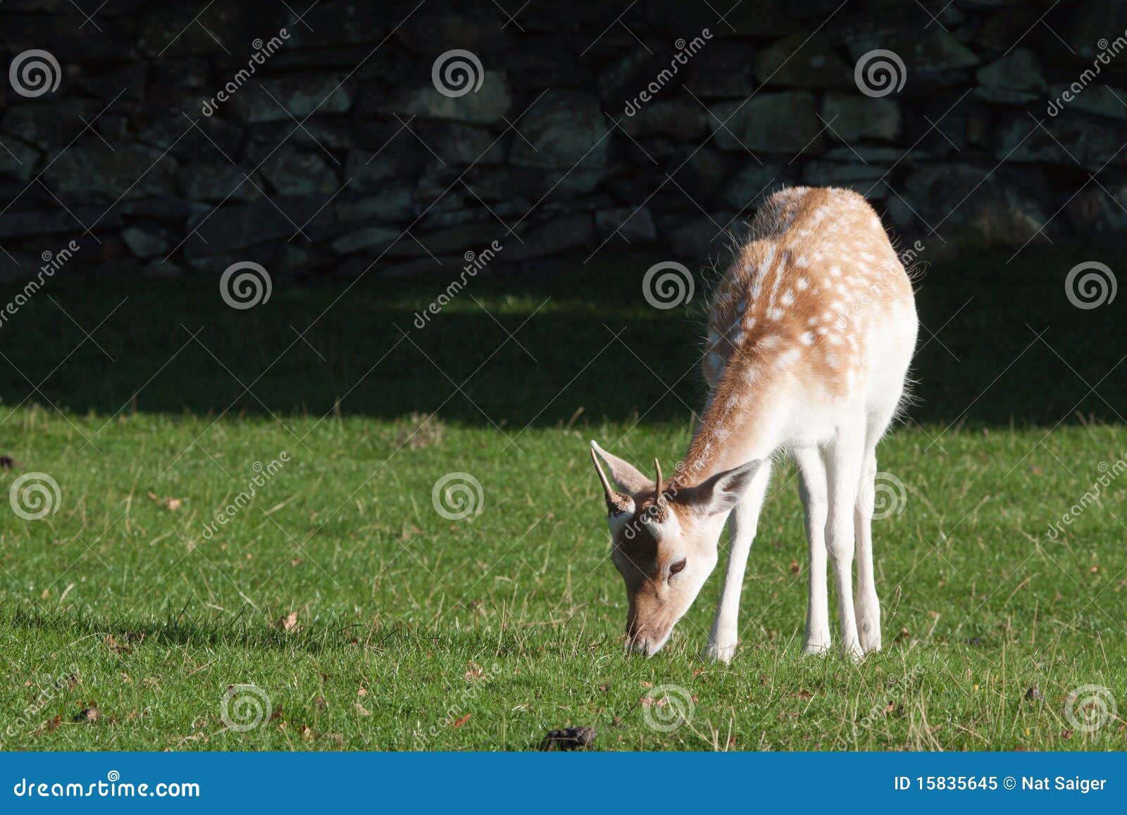 Young Fallow Deer Buck stock image. Image of light, stone - 15835645