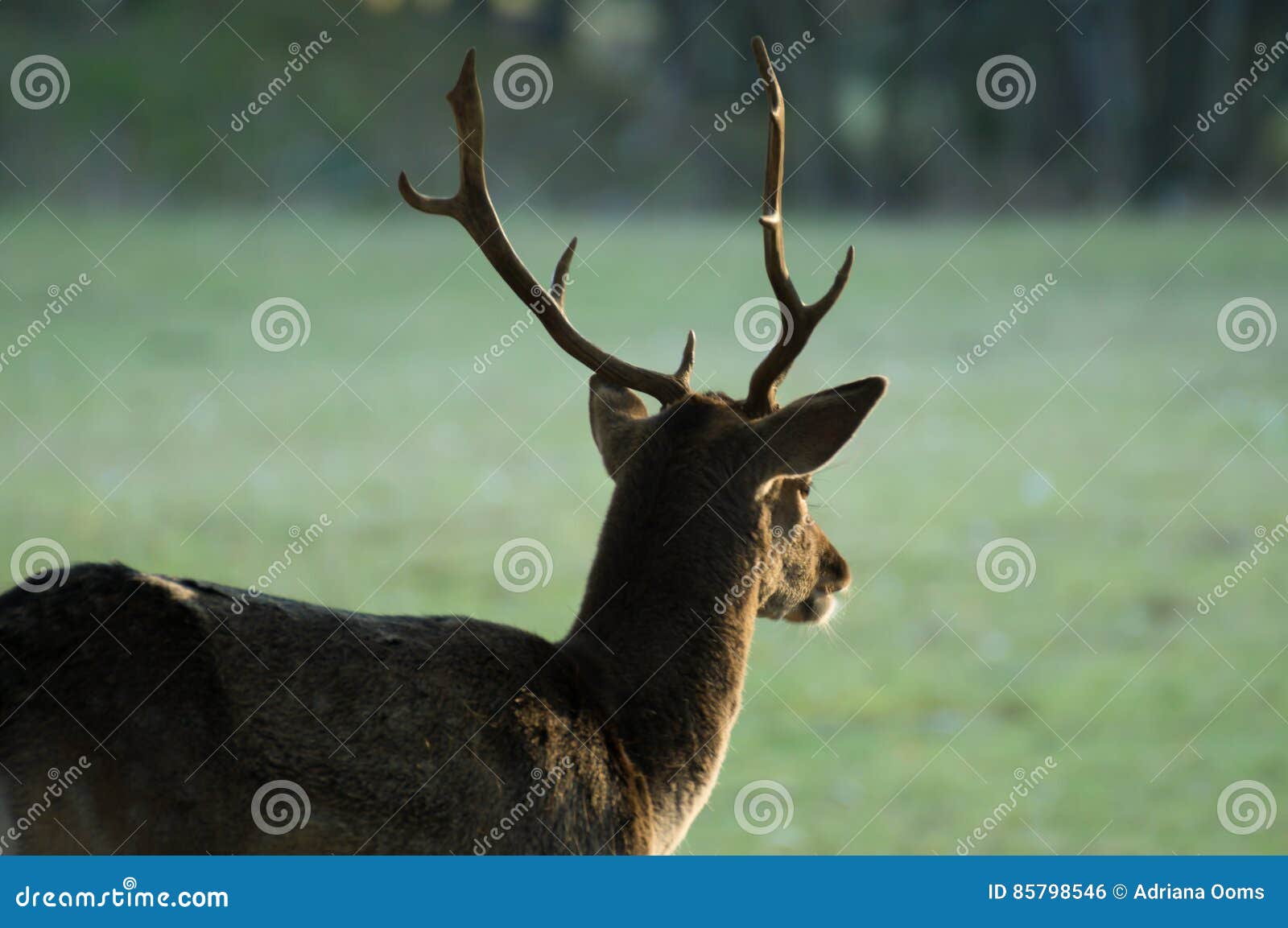 Young fallow deer buck stock photo. Image of antlers - 85798546
