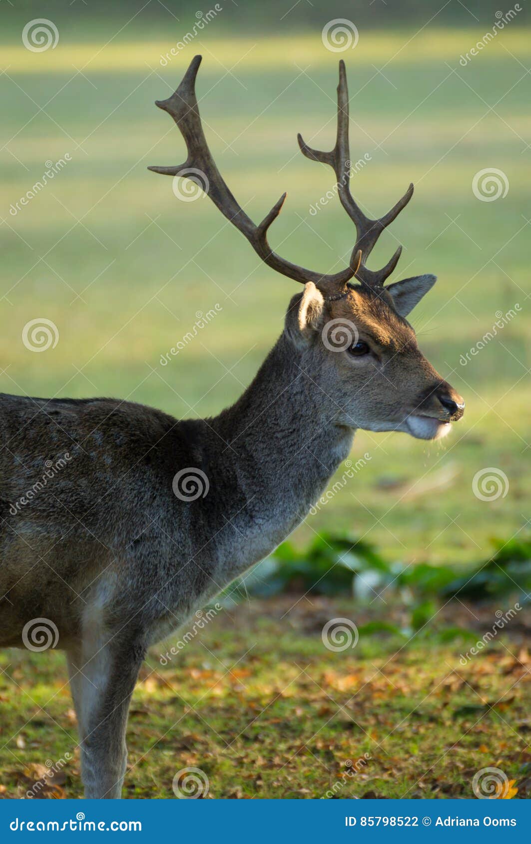 Young fallow deer buck stock photo. Image of antlers - 85798522