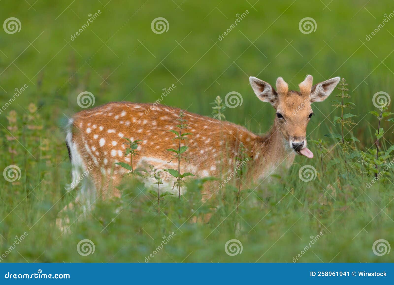 Young Fallow Deer Buck Sticking Its Tongue Out and Looking at the ...