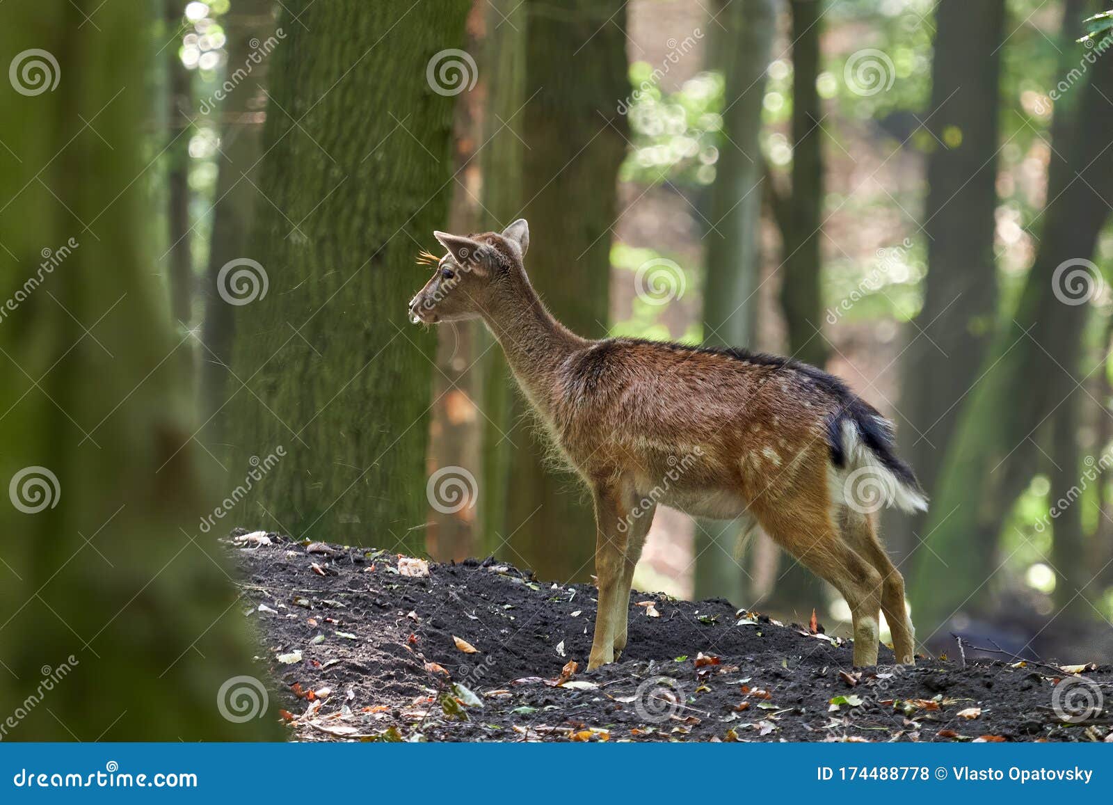 Young Fallow Deer Calves Cervus Dama / Dama Dama Stock Photo - Image of ...