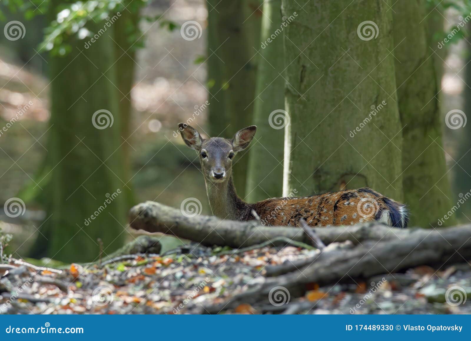 Young Fallow Deer Calves Cervus Dama / Dama Dama Stock Photo - Image of ...