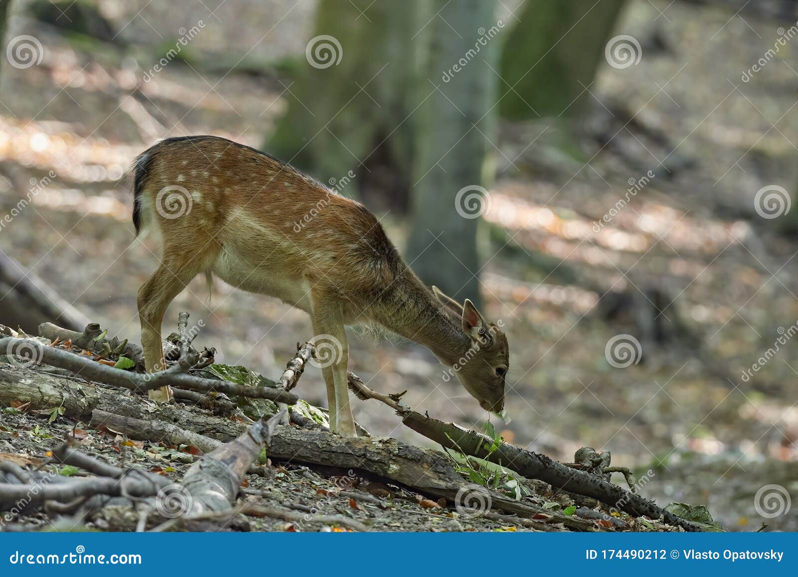 Young Fallow Deer Calves Cervus Dama / Dama Dama Stock Photo - Image of ...