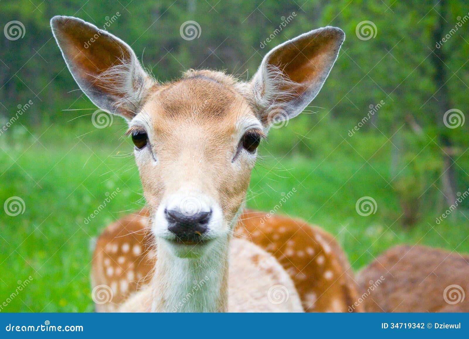 Young fallow deer stock photo. Image of deer, face, fawn - 34719342