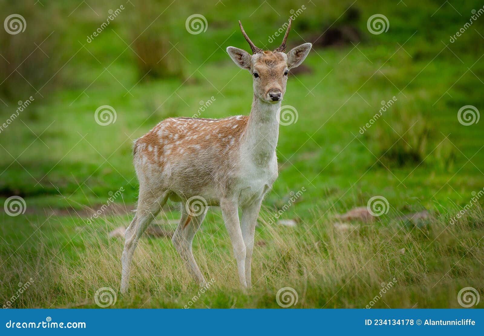 Young fallow deer close up stock photo. Image of mammal - 234134178