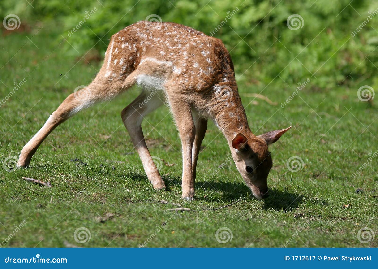 Young Fallow deer - female stock image. Image of female - 1712617