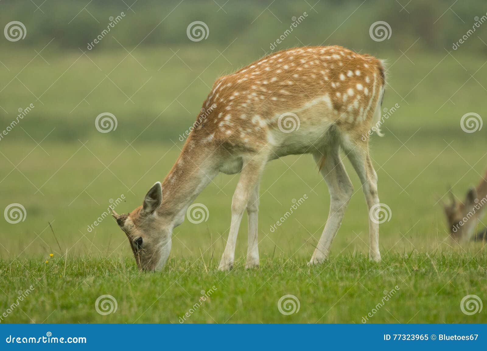 Young Fallow Deer Grazing on Grass Stock Image - Image of ears ...