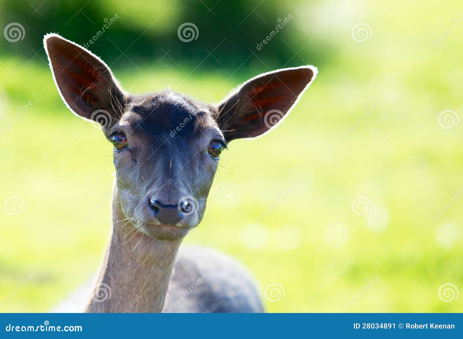 Young Fallow Deer Head Backlit Stock Image - Image of wildlife, fallow ...