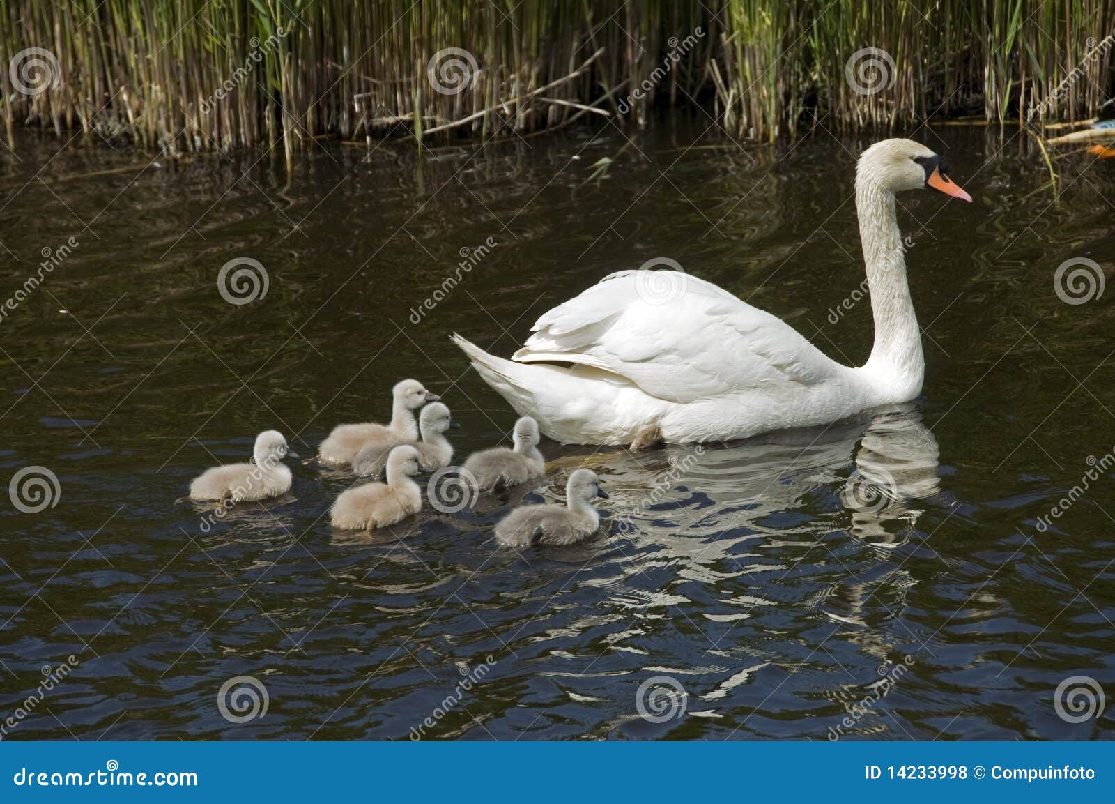 Young family swan stock photo. Image of babies, mother - 14233998