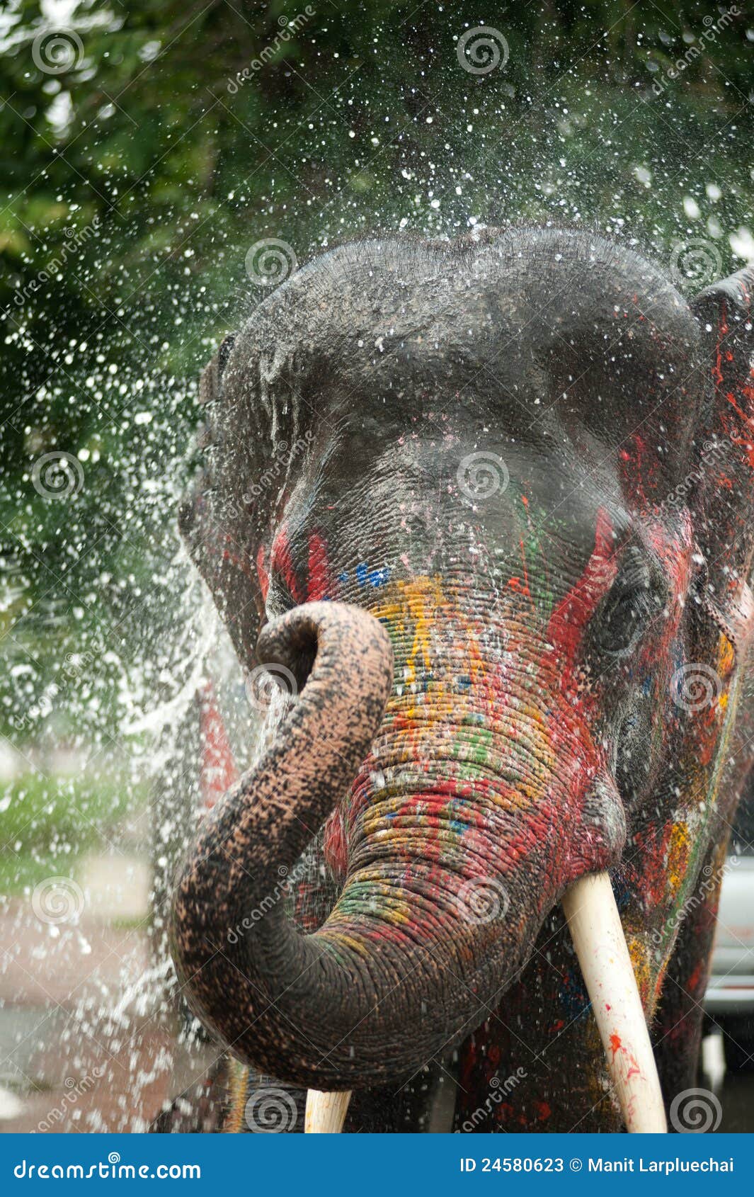 Young Fancy Elephant Playing Water. Stock Image - Image of attraction ...