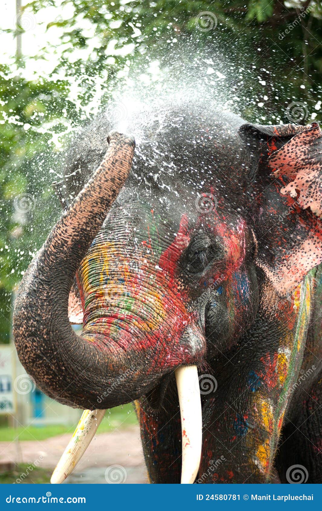 Young Fancy Elephant Playing Water. Stock Image - Image of celebration ...
