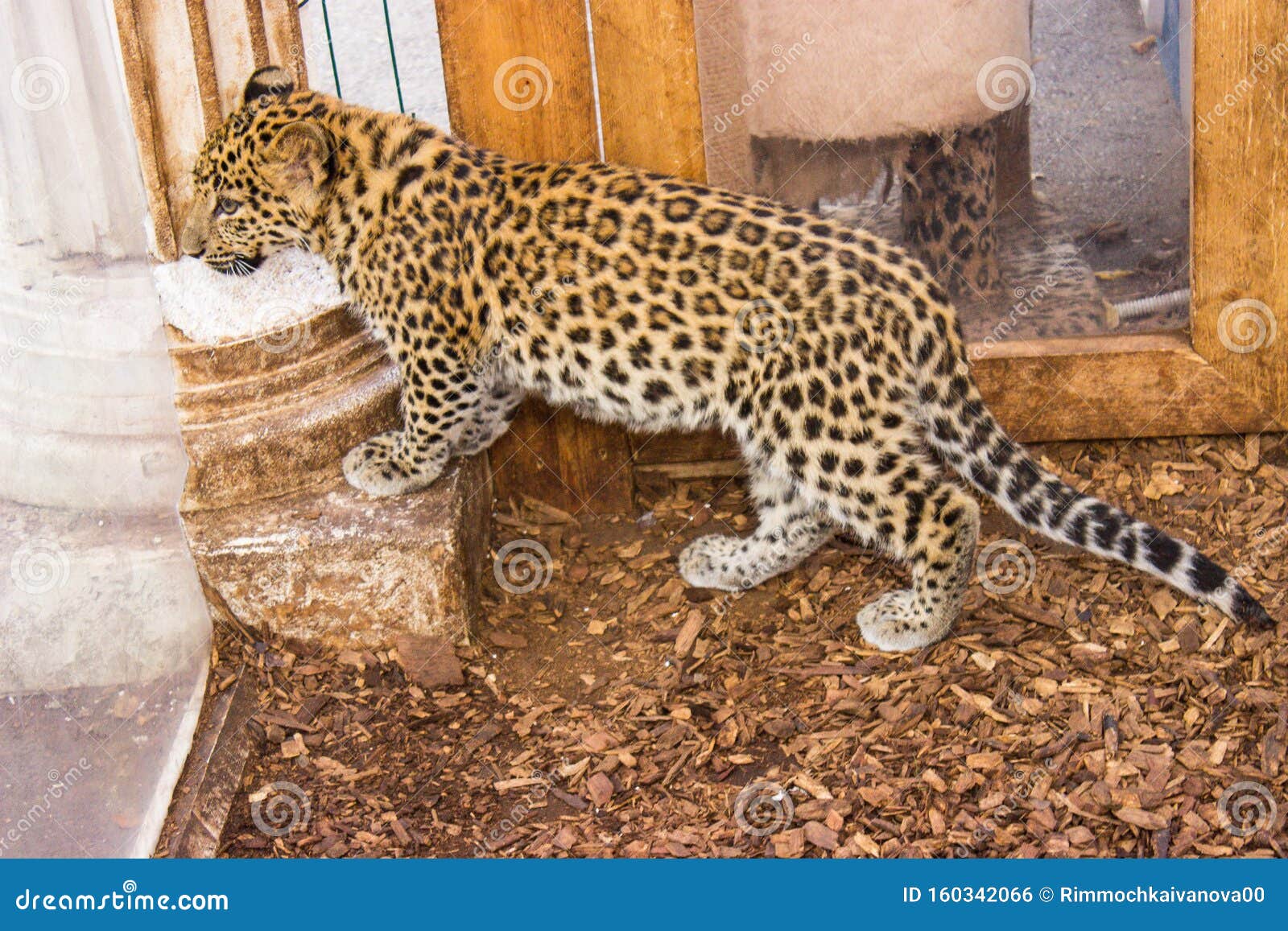 Side View of a Young Far Eastern Leopard in an Aviary Stock Photo ...