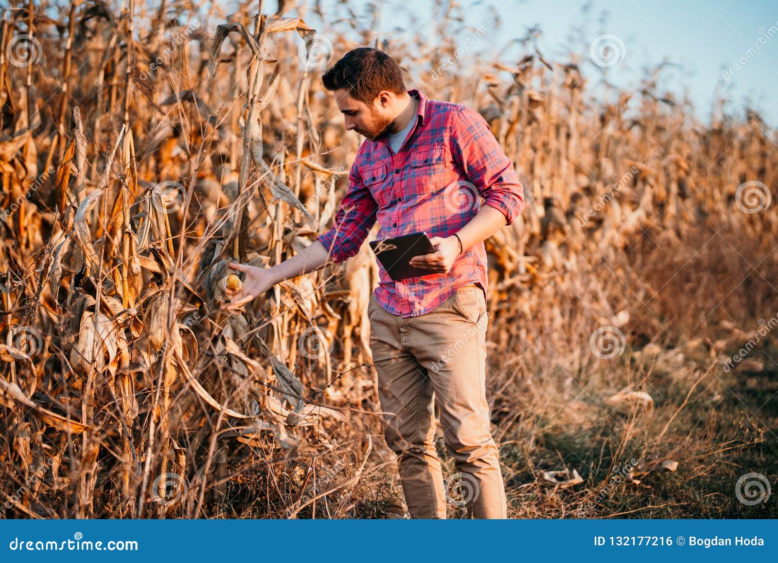 Corn Harvesting With Reaping-machine Threshing-machine. Agricultural ...