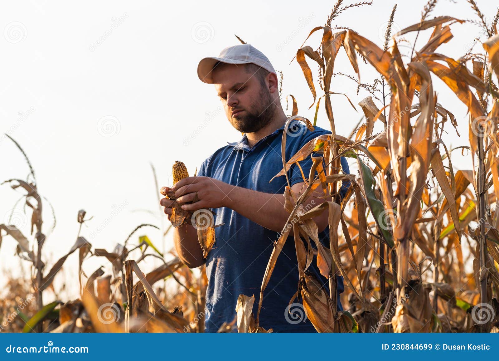 Young Farmer in Corn Fields Stock Image - Image of harvest, agriculture ...