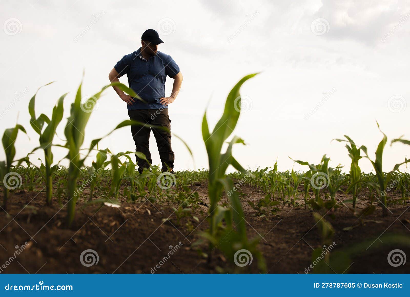 Young Farmer in Corn Fields Stock Image - Image of green, corn: 278787605
