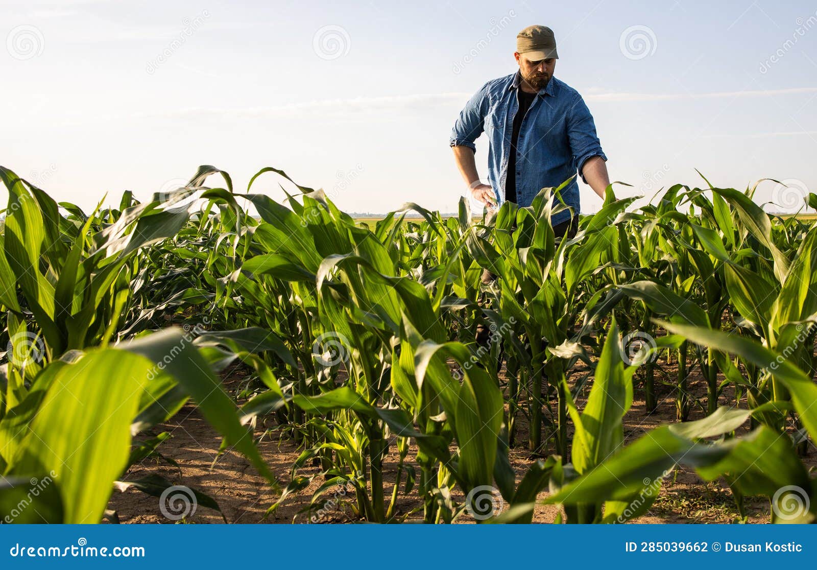 Young Farmer in Corn Fields Stock Photo - Image of farming, farmer ...