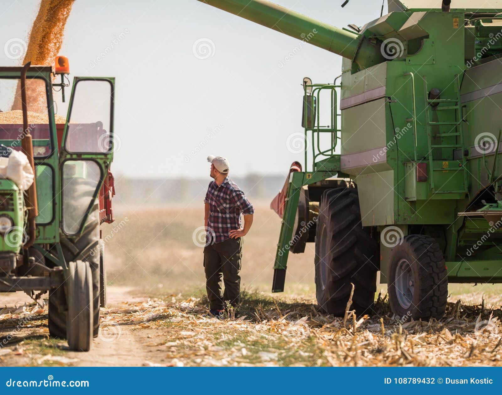 Young Farmer in Corn Fields during Harvest Stock Photo - Image of ...