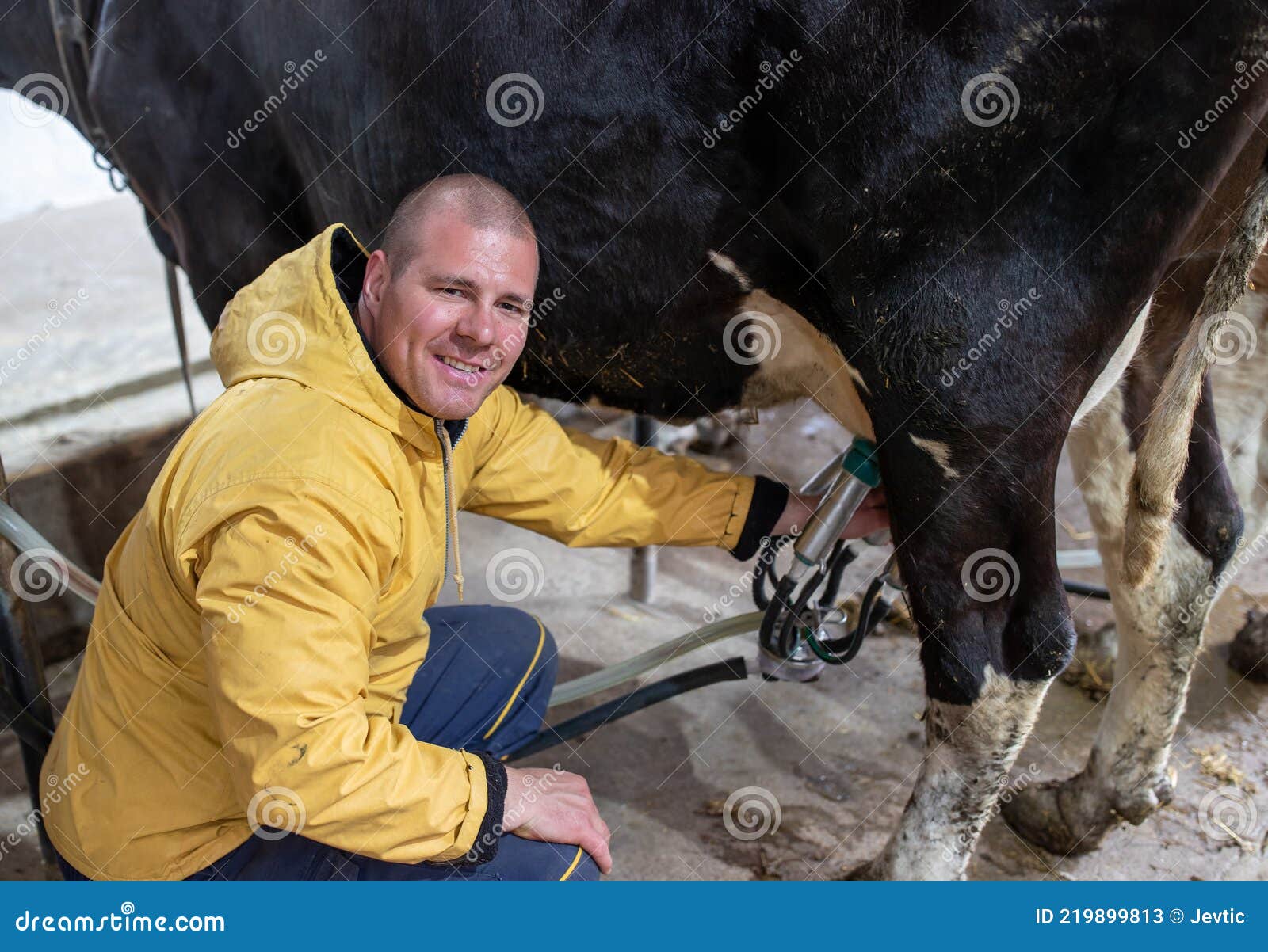 Young Farmer Crouching Next To Holstein Cow Using Milking Machine Stock ...