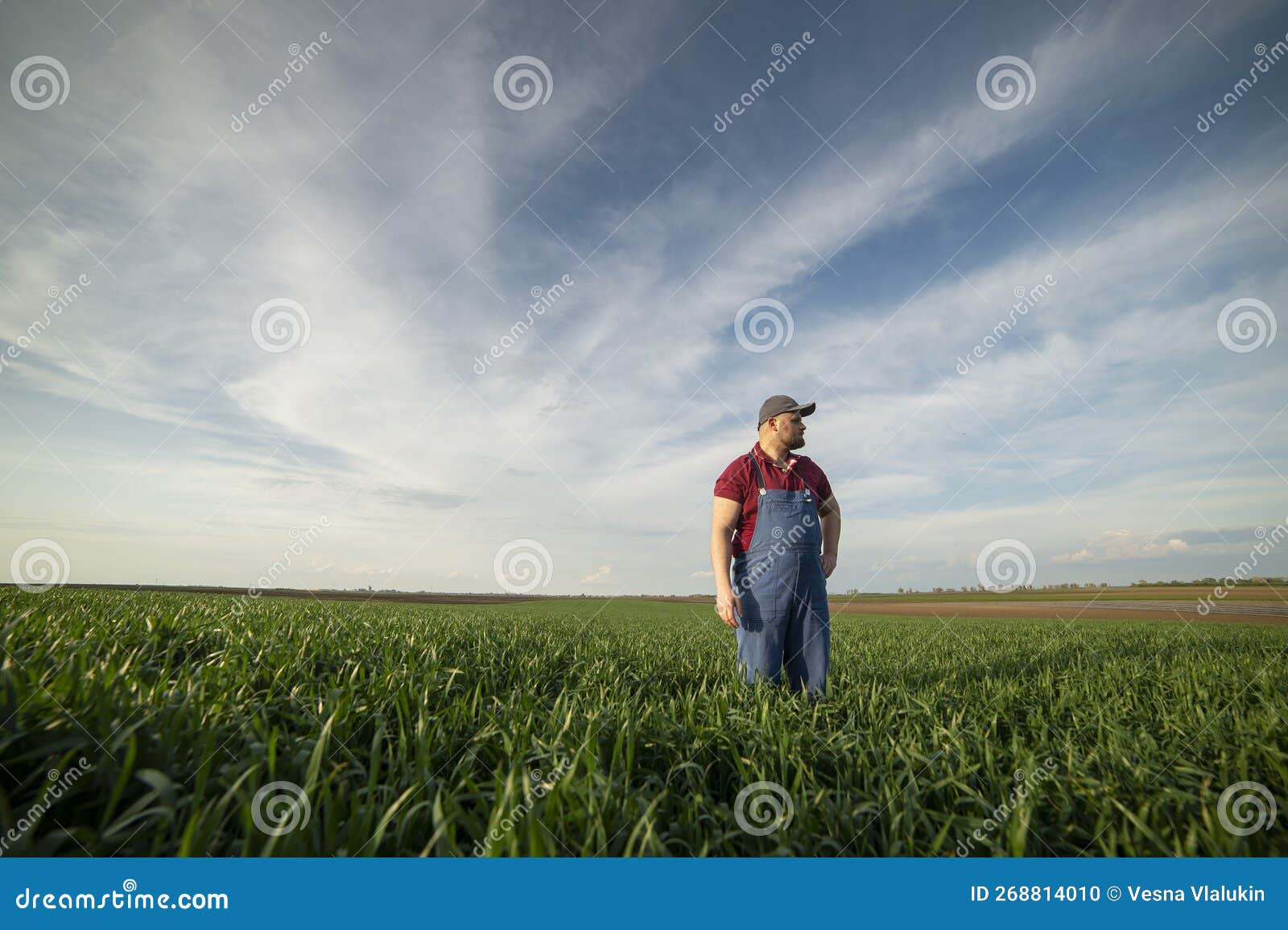 A Farmer Examines A Plant In A Wheat Field, His Hand He Holds A Glass ...
