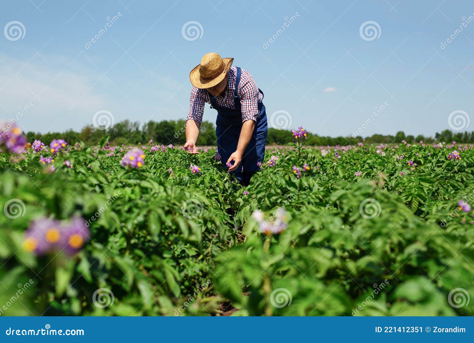 Farmer Inspecting Potato Crop in Field. Stock Image - Image of garden ...
