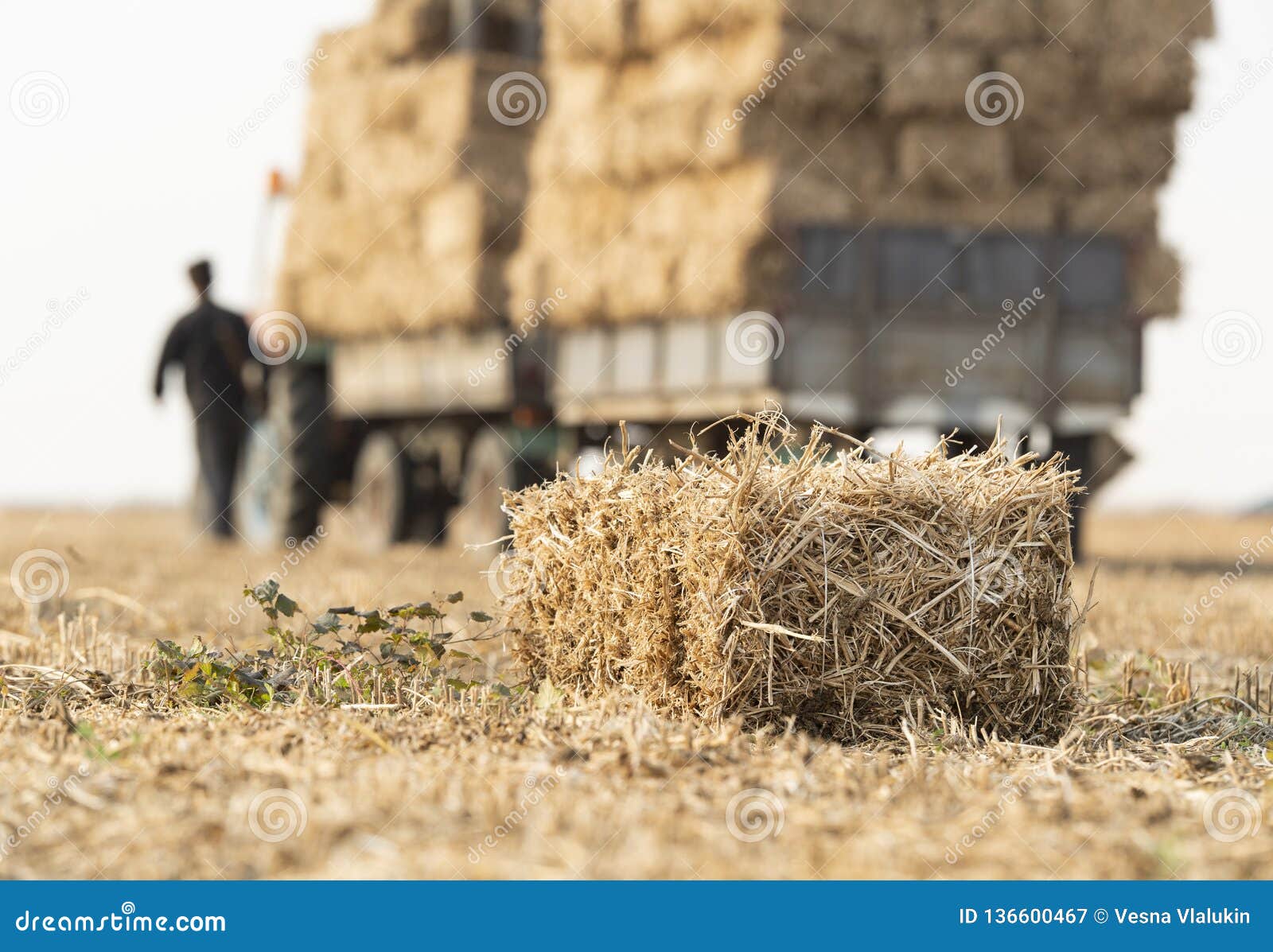 A Young Farmer is Loading Bales Straw Stock Image - Image of farming ...