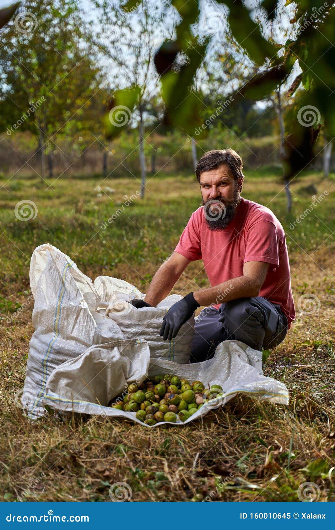 Farmer harvesting walnuts stock image. Image of collecting - 160010645
