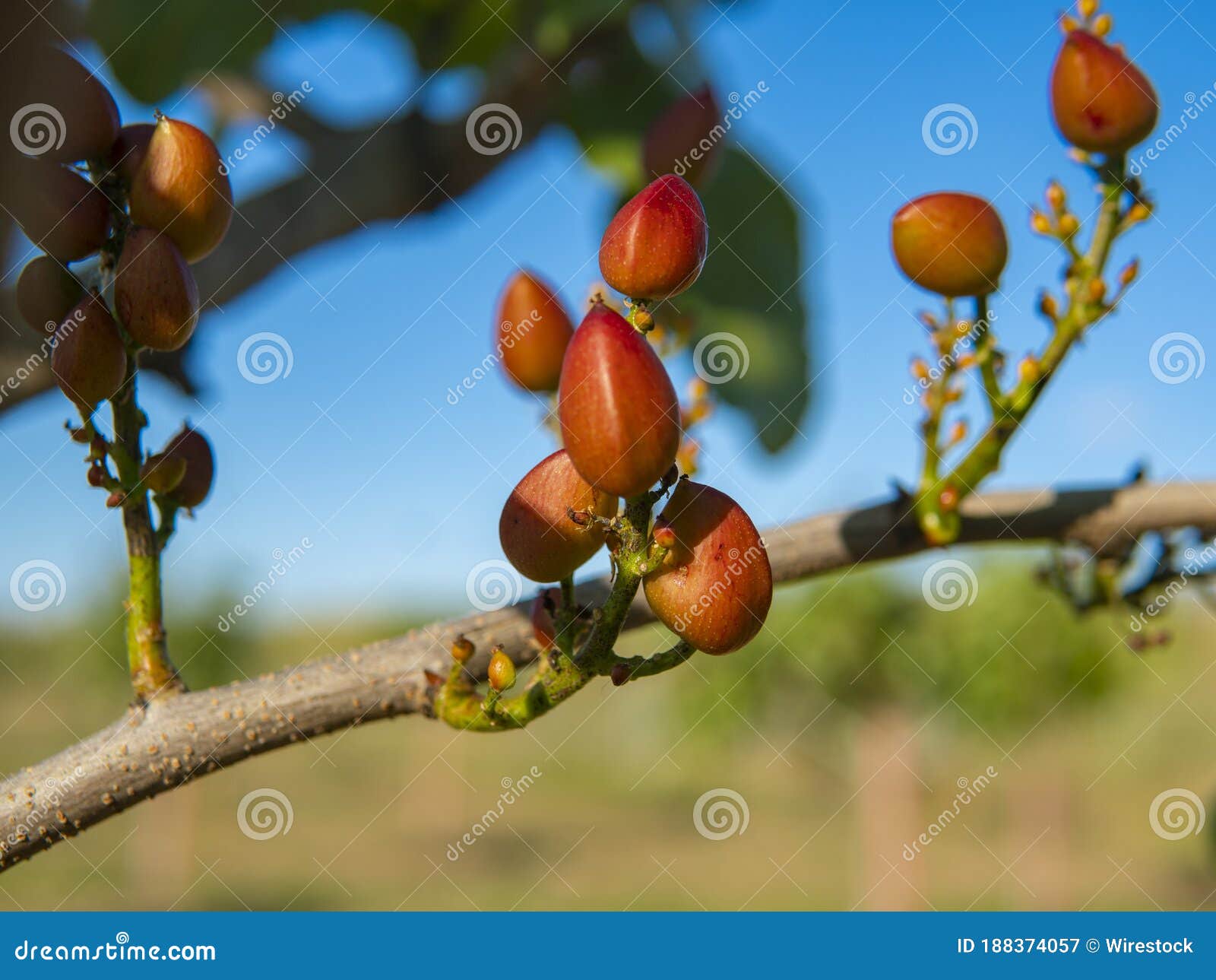 Young Farmer Pistachio Fields Stock Image - Image of farming, food ...