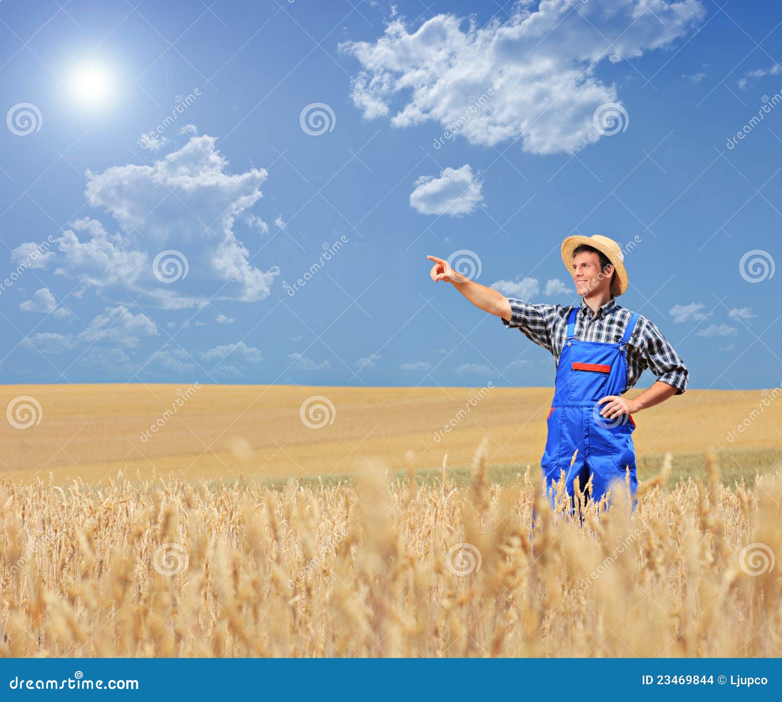 Young Farmer Pointing in a Wheat Field Stock Photo - Image of caucasian ...