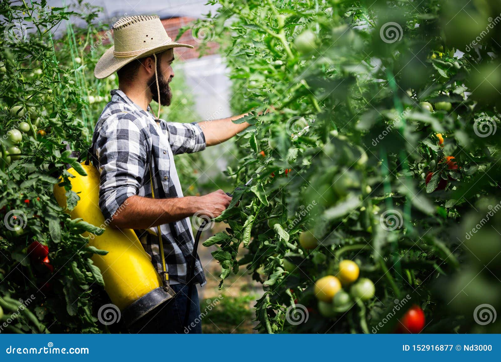 Young Farmer Protecting His Plants Stock Image - Image of happy ...