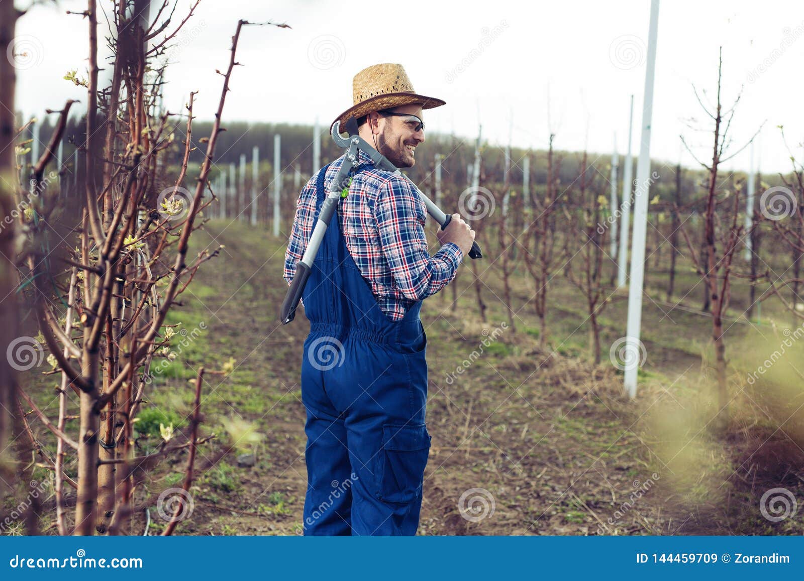 Young Man Pruning Branches of Fruit Tree in Springtime Stock Image ...