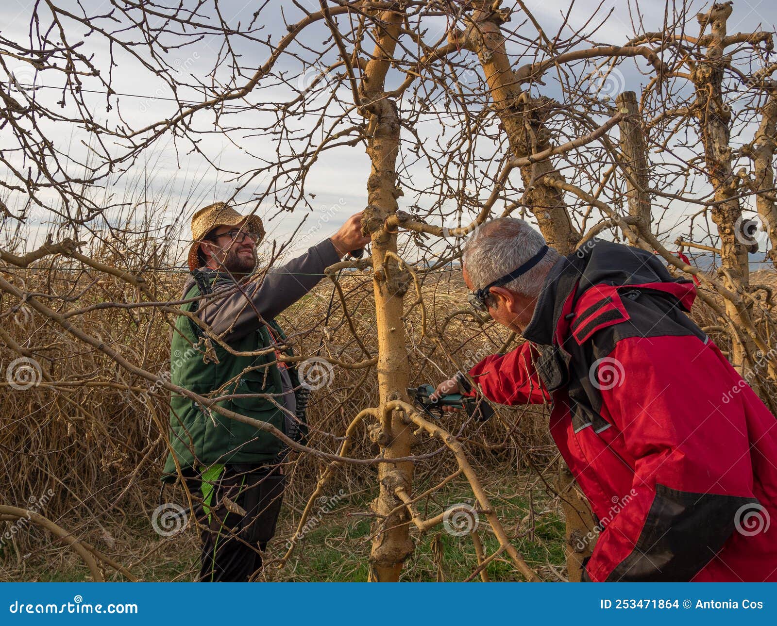 Young Farmer Pruning a Tree with a Straw Hat Using Pruning Shears, with ...