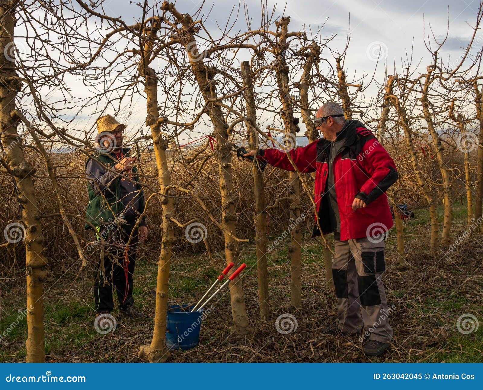 Young Farmer Pruning a Tree with a Straw Hat Using Pruning Shears, with ...