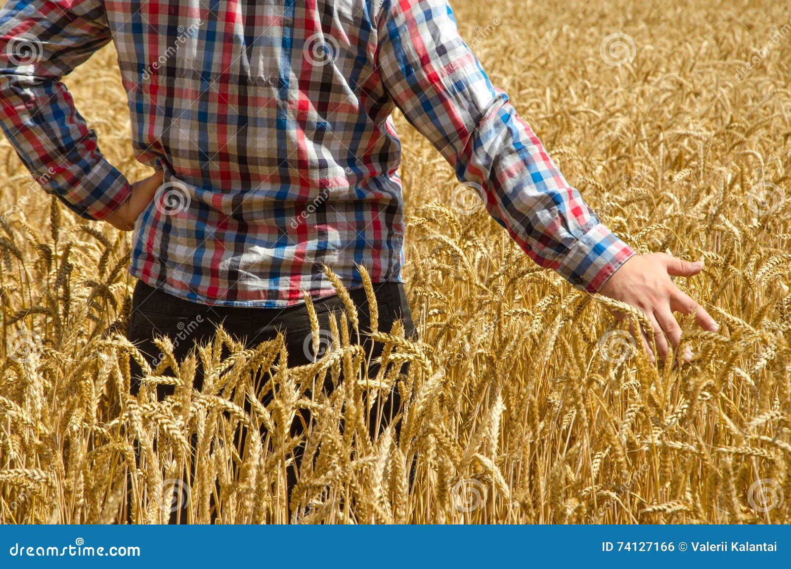 A Young Farmer S Hand Above a Wheat Field with Selective Focus. Stock ...