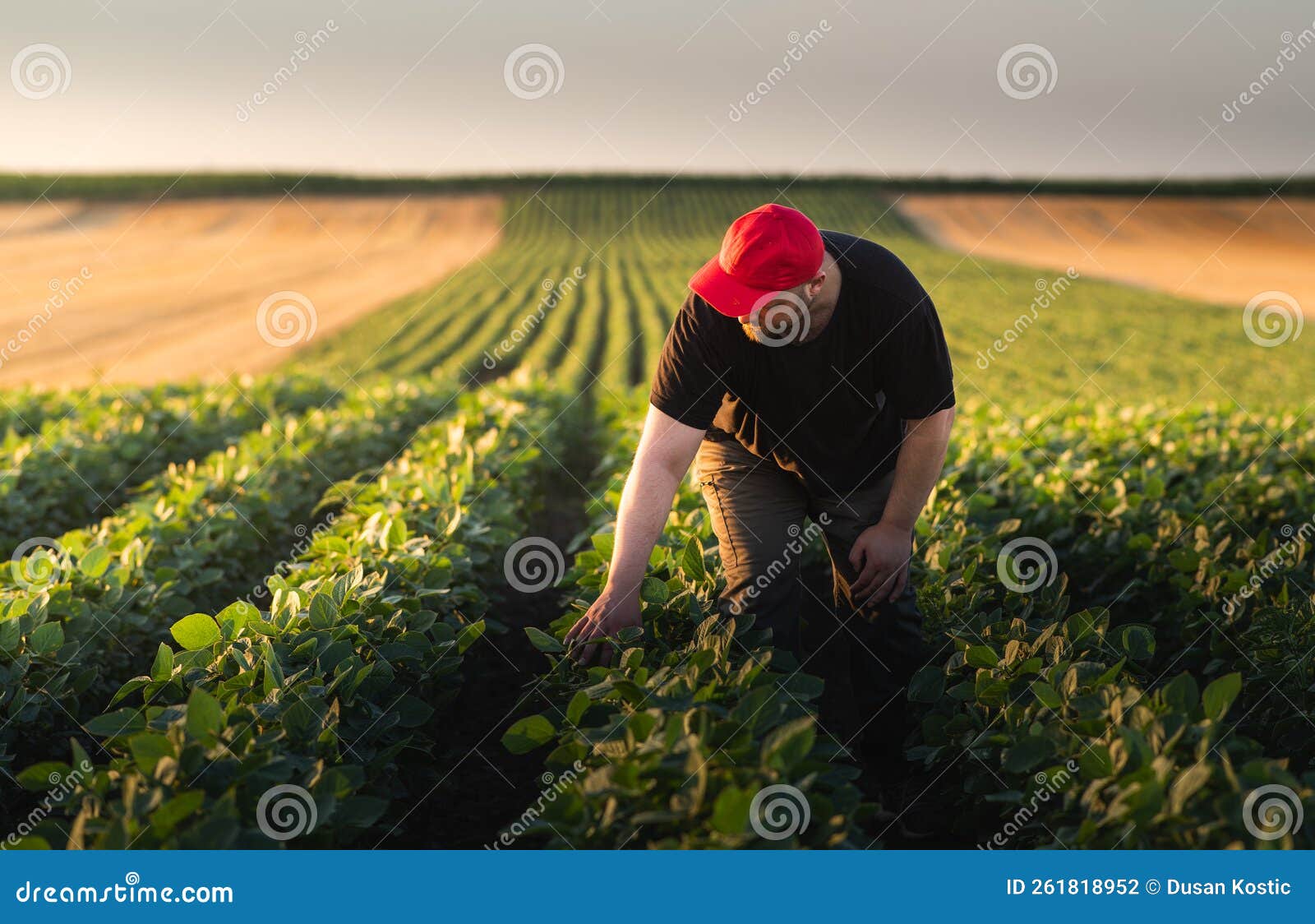 Soybean Fields Rows In Summer Season. Rows Of Young Soybean Royalty ...