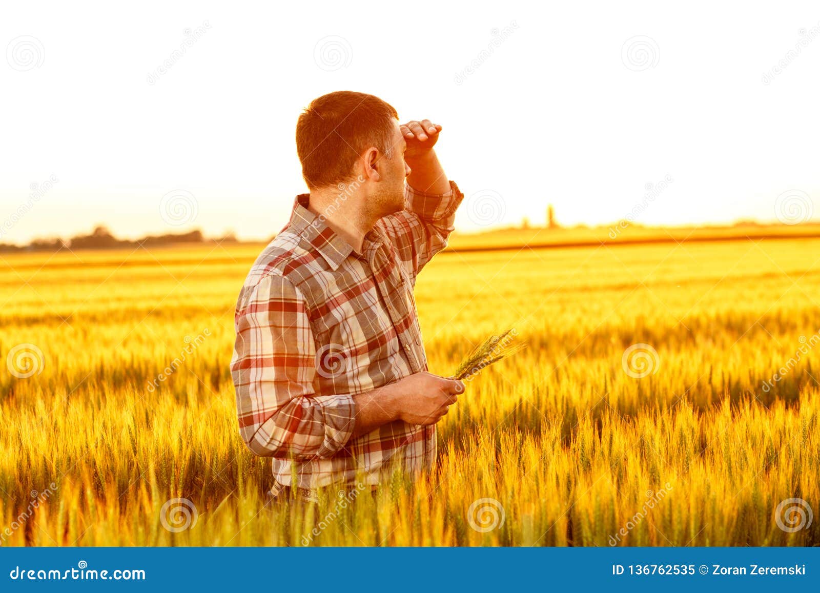 Young Farmer Standing in a Wheat Field. Stock Image - Image of clouds ...