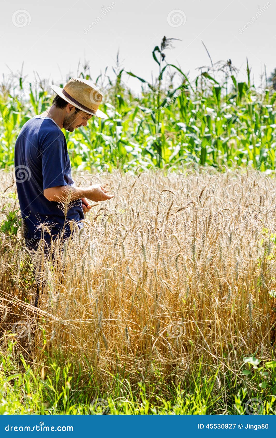 Young Farmer Standing in a Wheat Field Stock Image - Image of outdoor ...