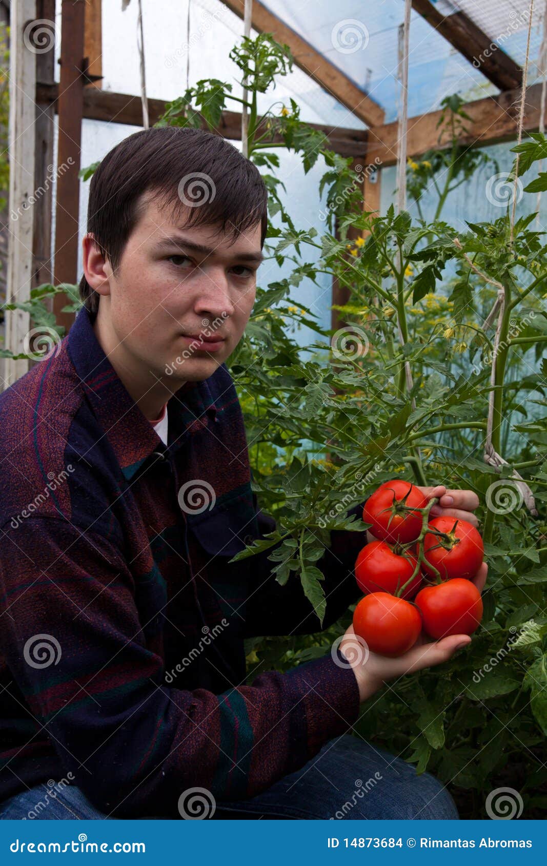 Young farmer with tomatoes stock photo. Image of young - 14873684